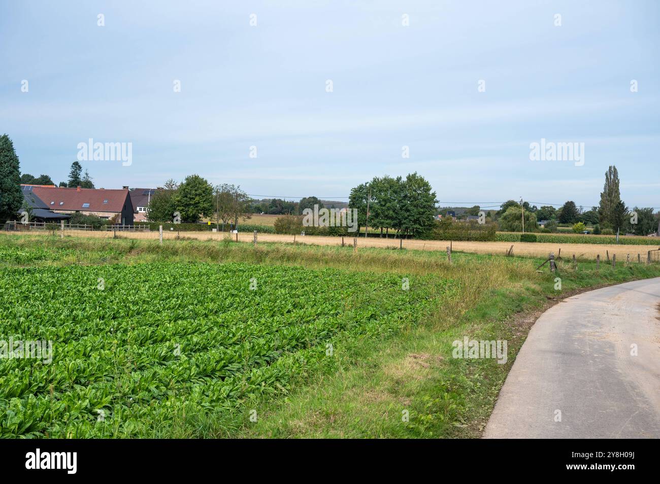 Green beet fields at the Flemish countryside in Meise, Flemish Brabant ...
