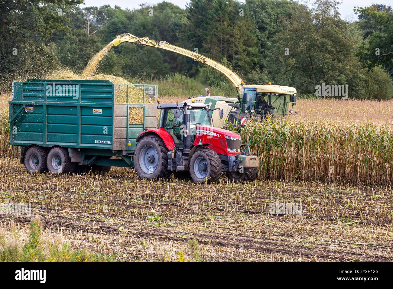 Sweetcorn maze being cut and harvested by tractors on a farm in the ...
