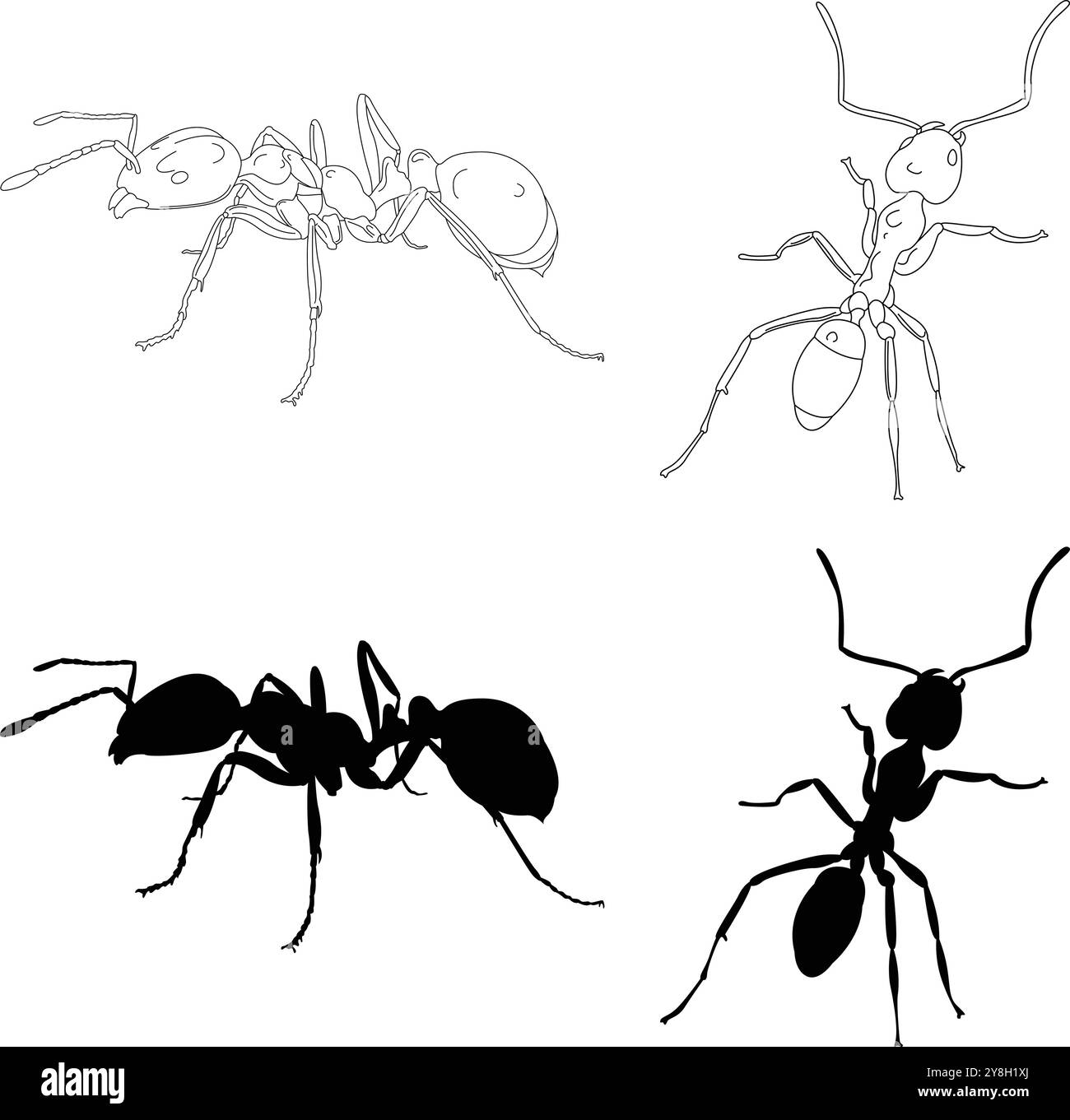 Realistic Ant Insect Shape Elements. Realistic detailed ants shapes and line art. Isolated with ...