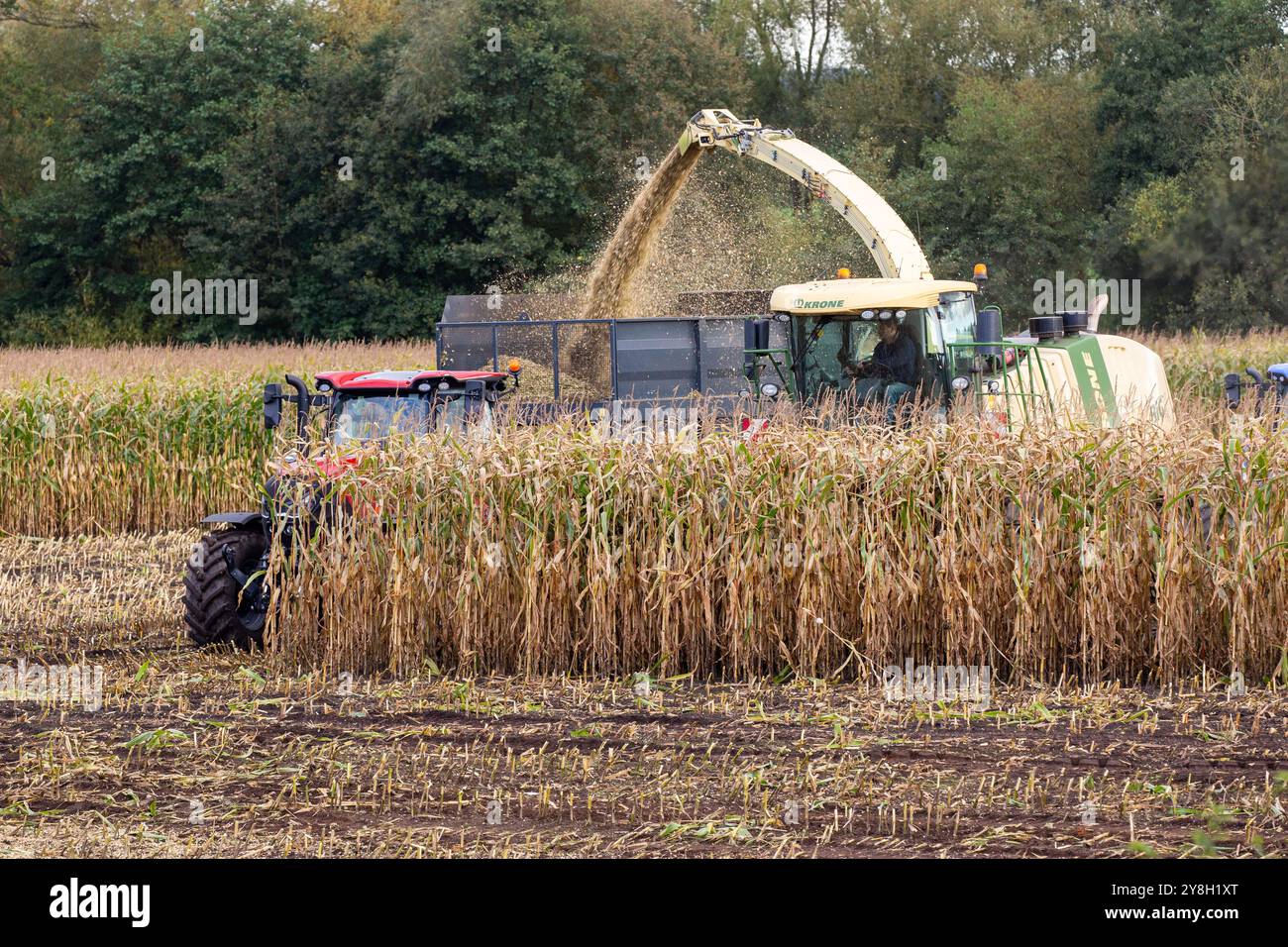 Sweetcorn maze being cut and harvested by tractors on a farm in the ...