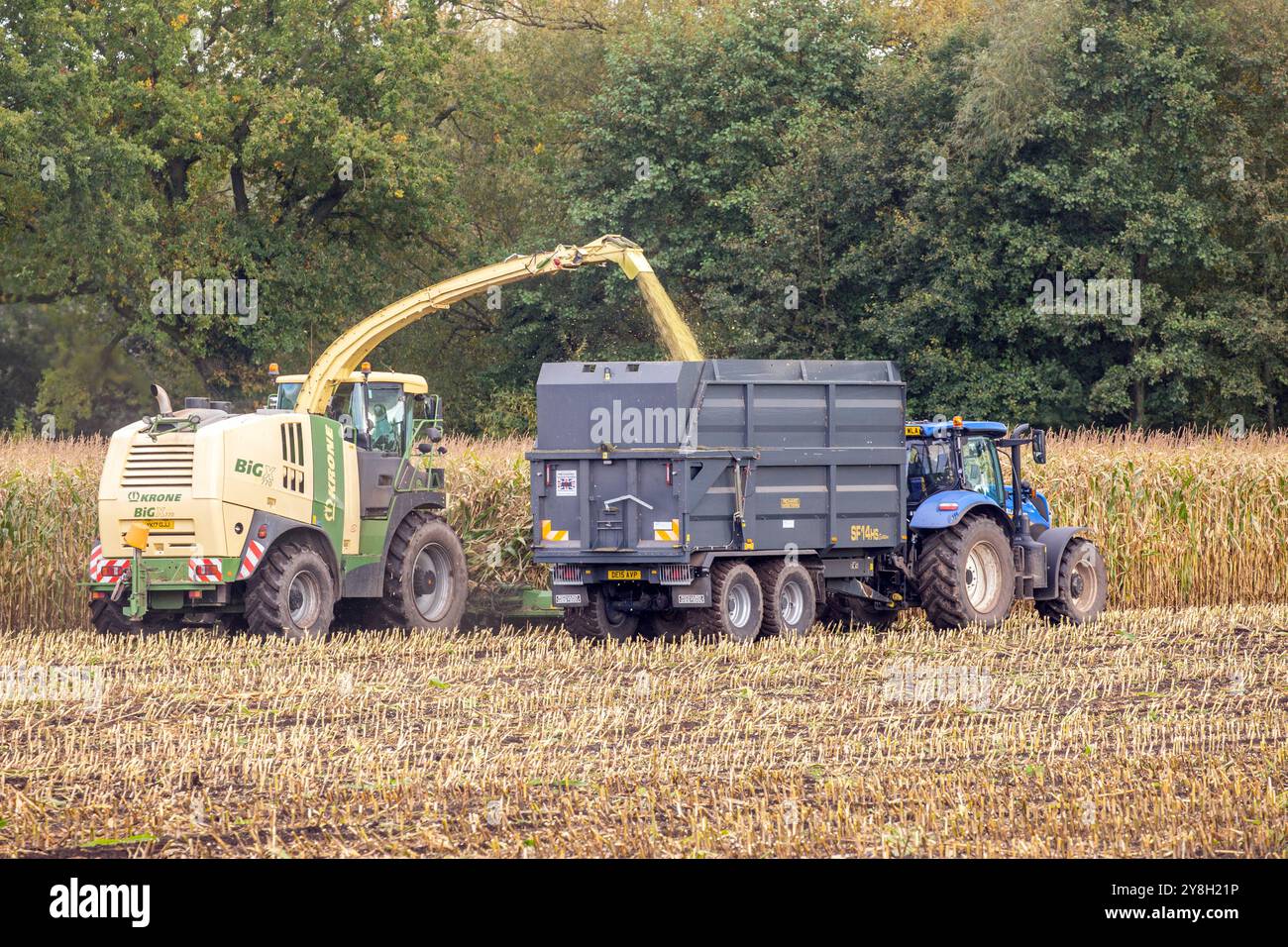 Sweetcorn maze being cut and harvested by tractors on a farm in the ...