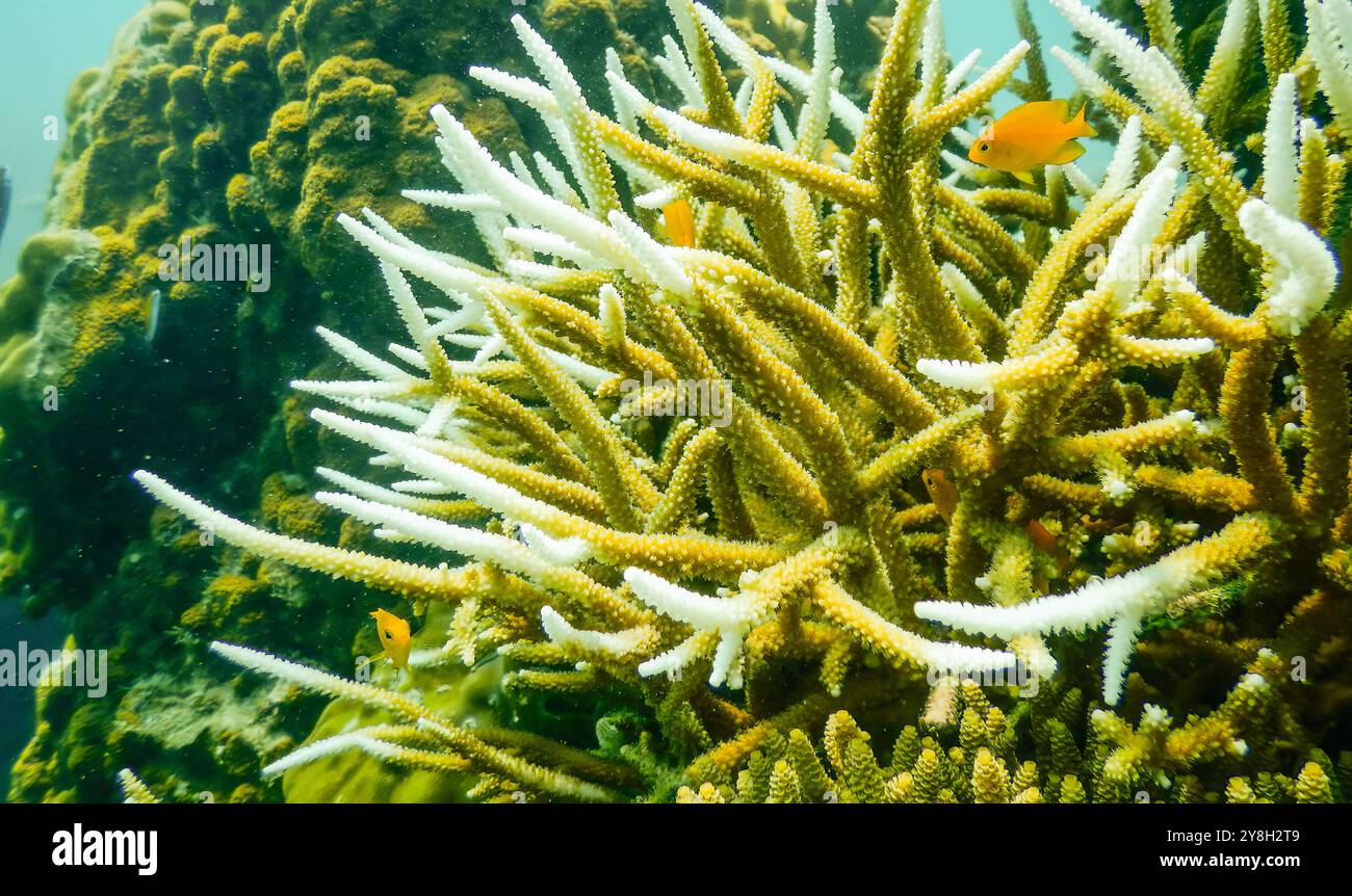 Close-up of yellow branching hard coral with bleached edges, surrounded ...
