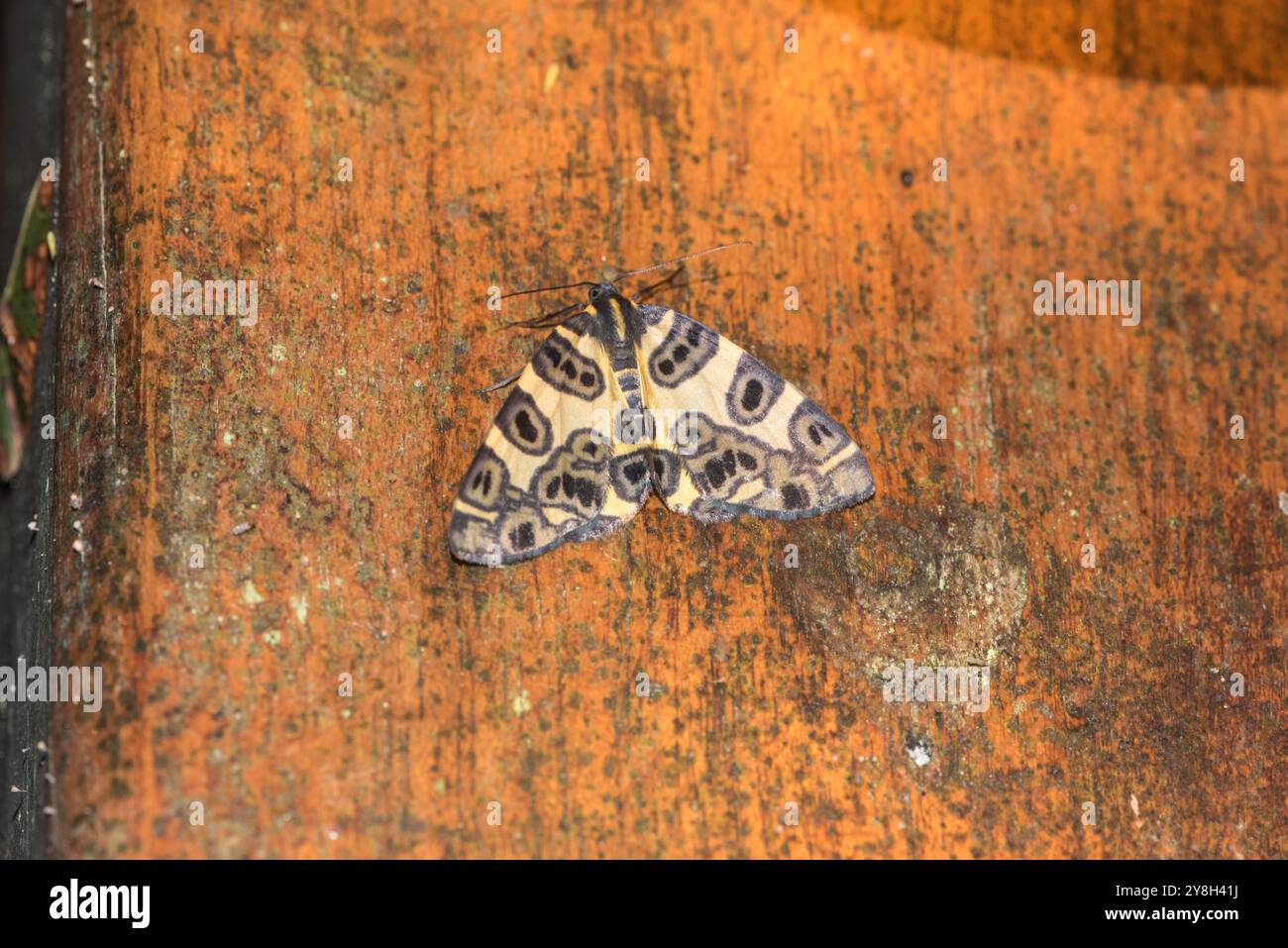 Moth lepidoptera ecuador hi-res stock photography and images - Alamy