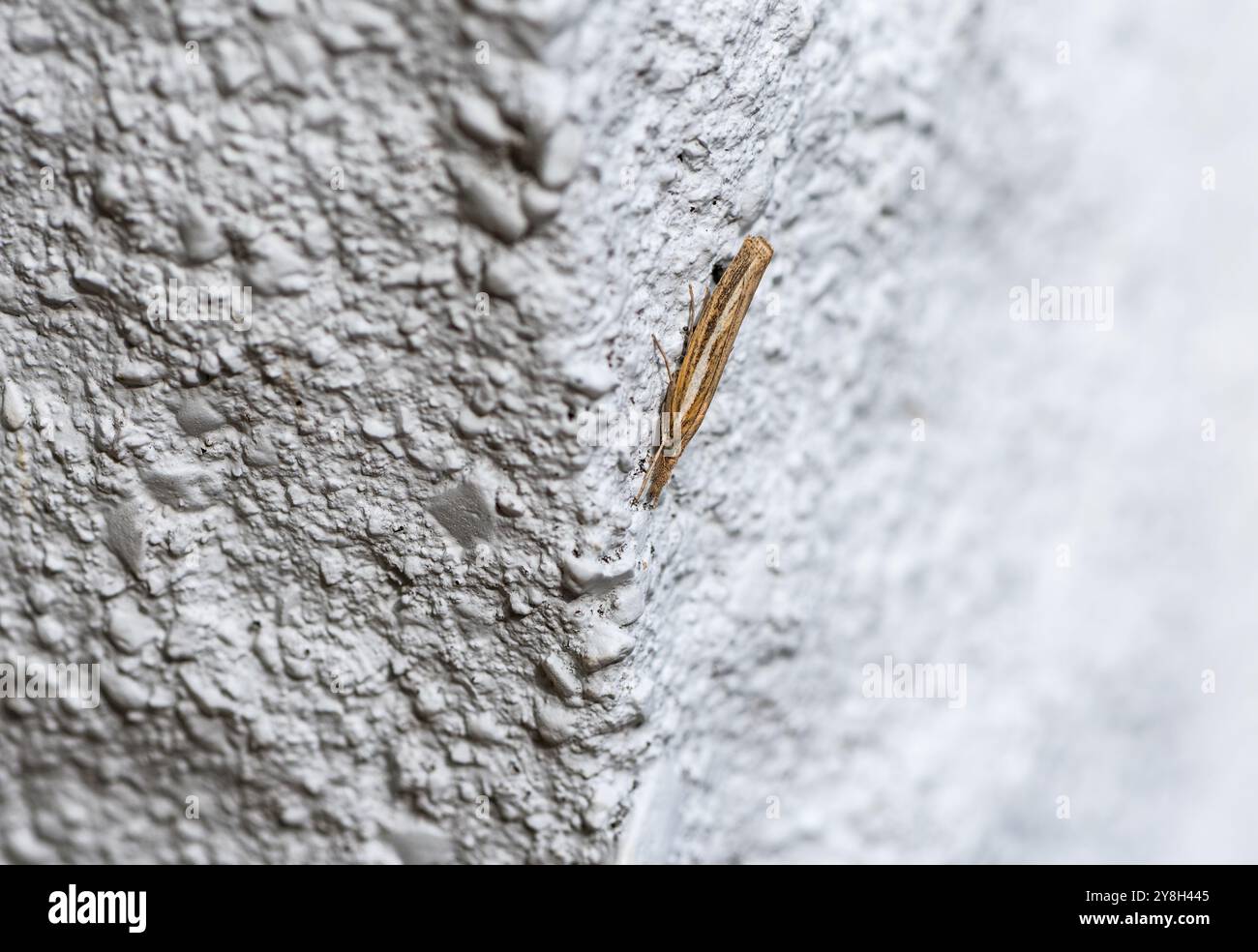 Resting Common Grass-Veneer moth (Agriphilia tristella) at Longcross ...