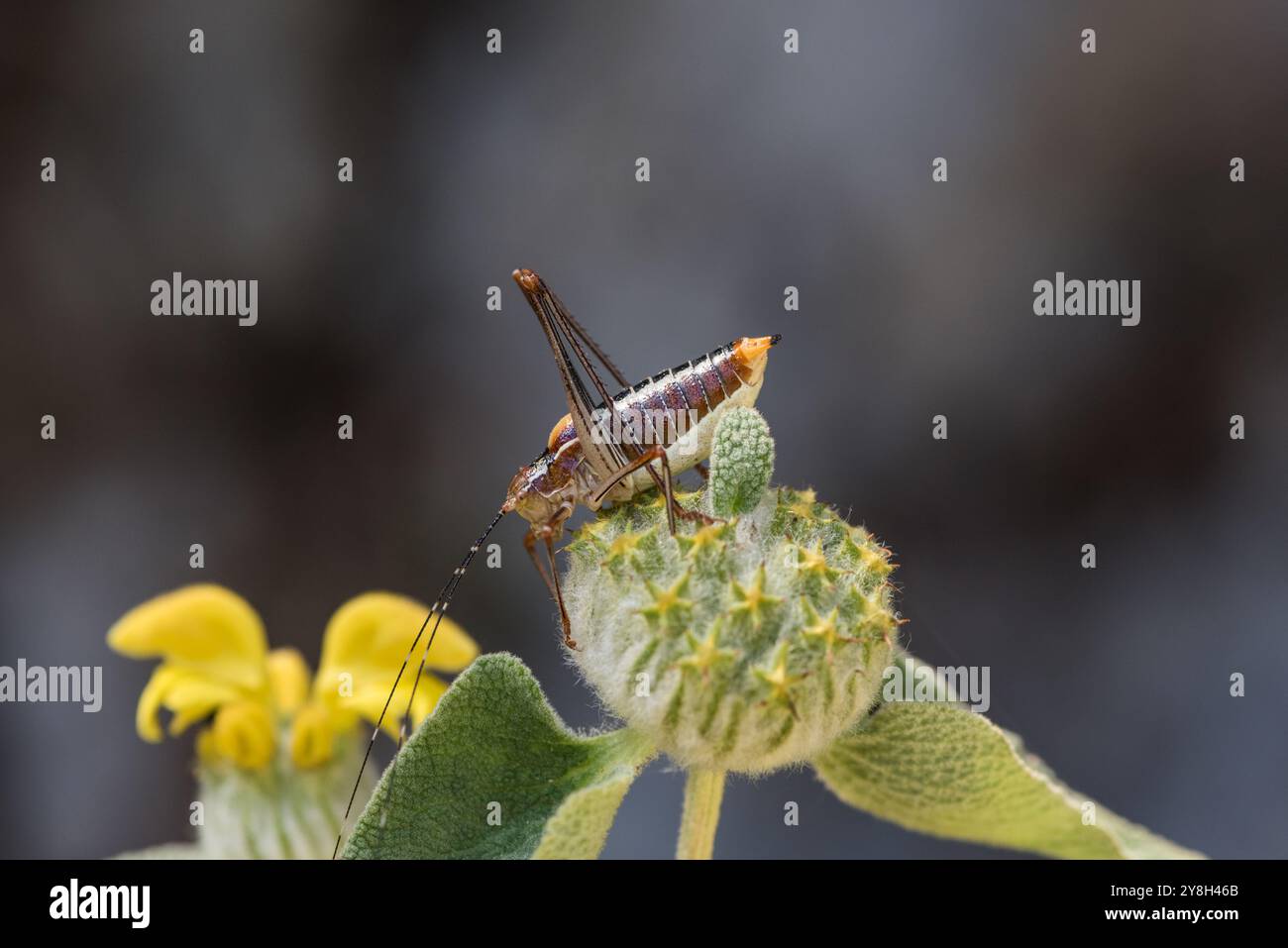Bush-Cricket (Poecilmon inflatus) in Ortaca Canyon, Turkiye Stock Photo ...