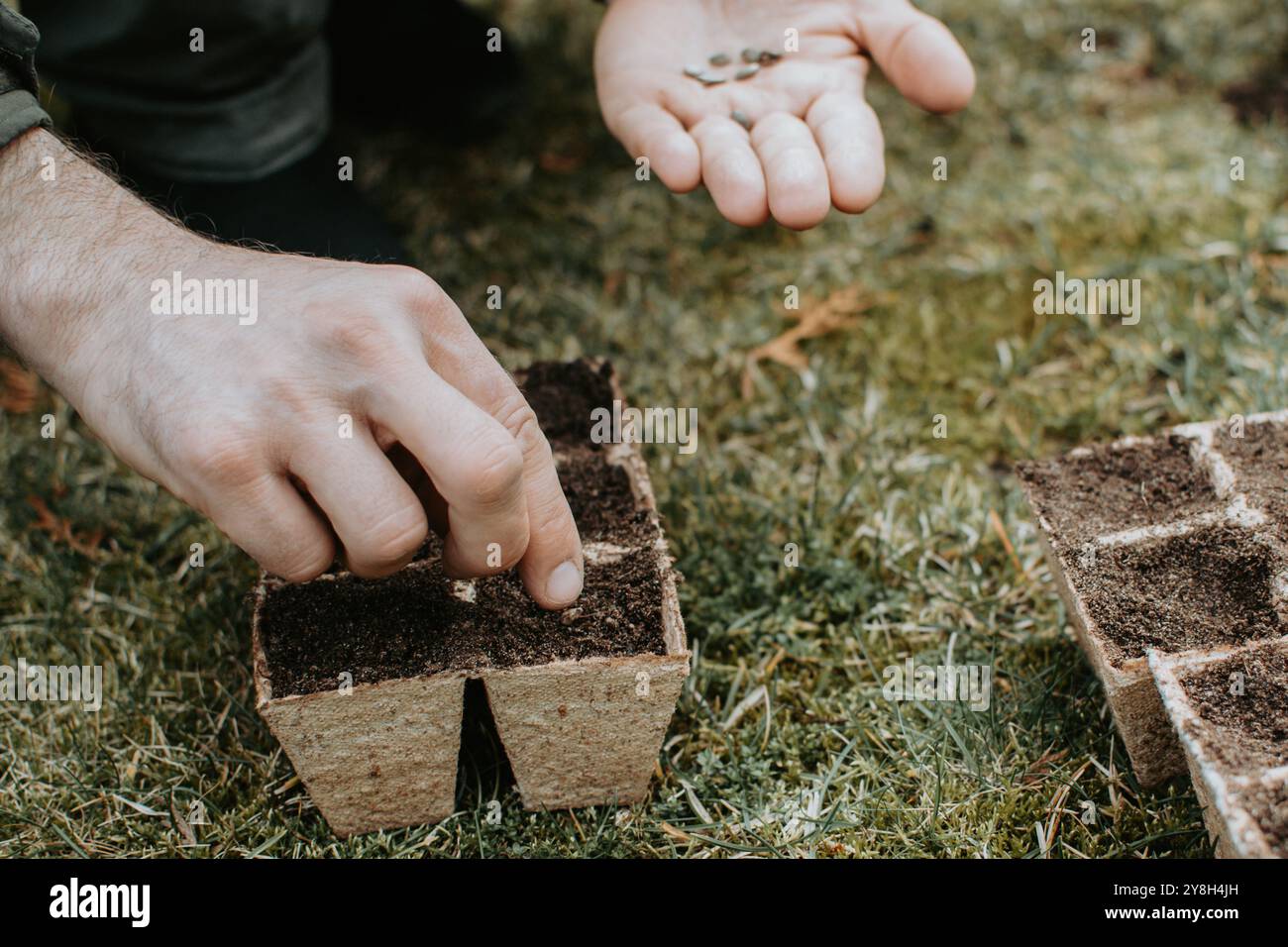 Man (only his hands on the photo, no face) is sowing seeds in many ...