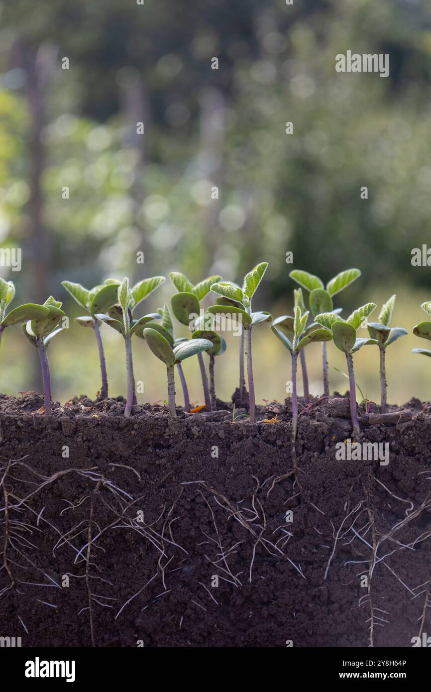Fresh green soybean plants with roots Stock Photo - Alamy