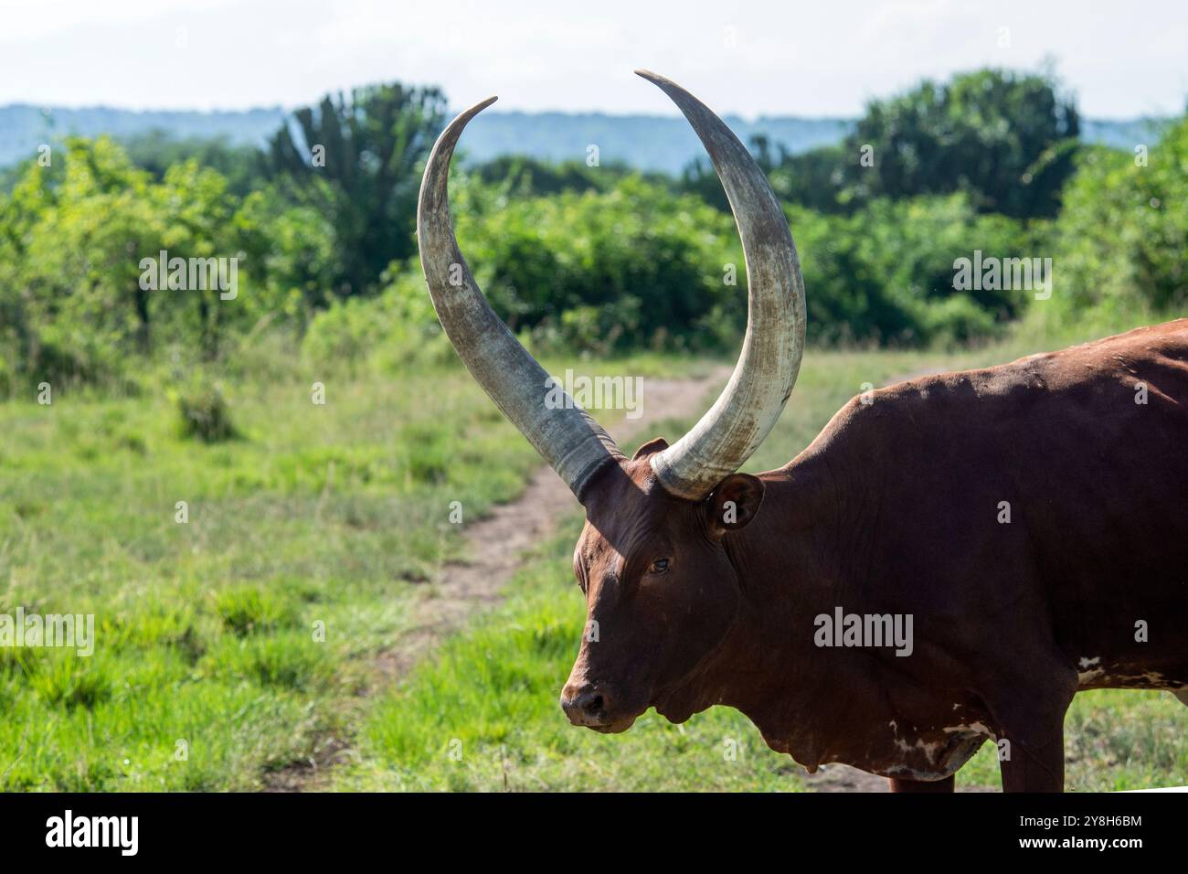Ankole long- horned cattle Stock Photo - Alamy
