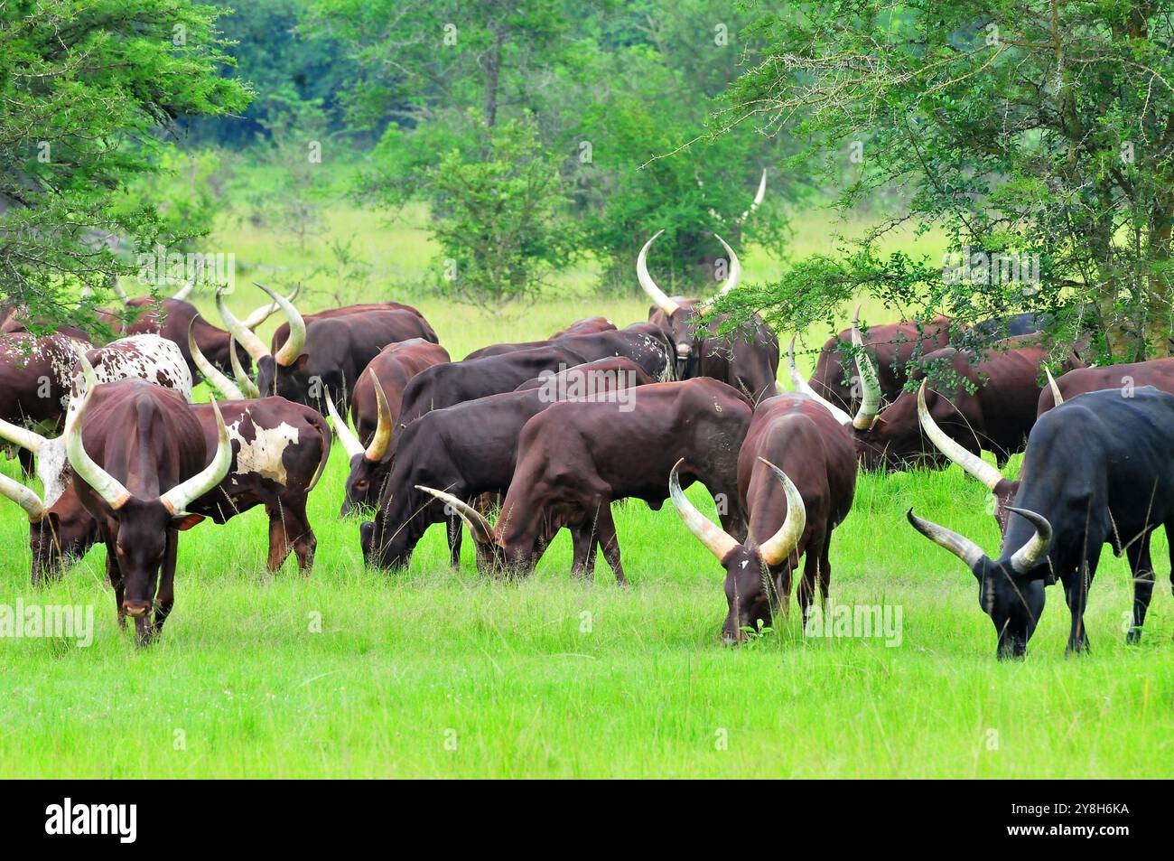 African cows cattle long horns hi-res stock photography and images - Alamy