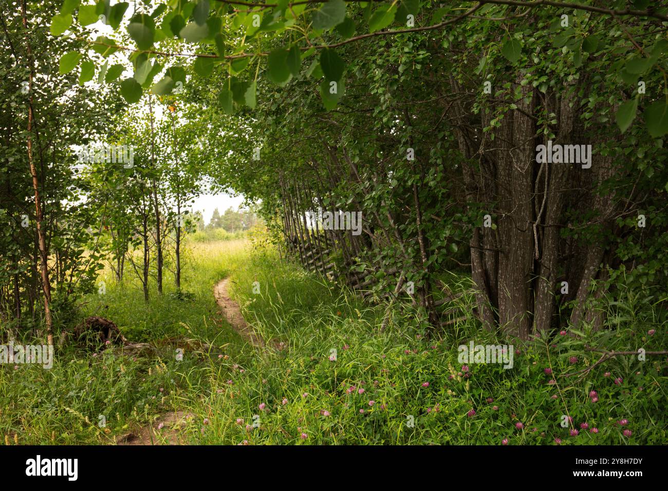 Narrow, meandering path through a rich, wet landscape Stock Photo - Alamy