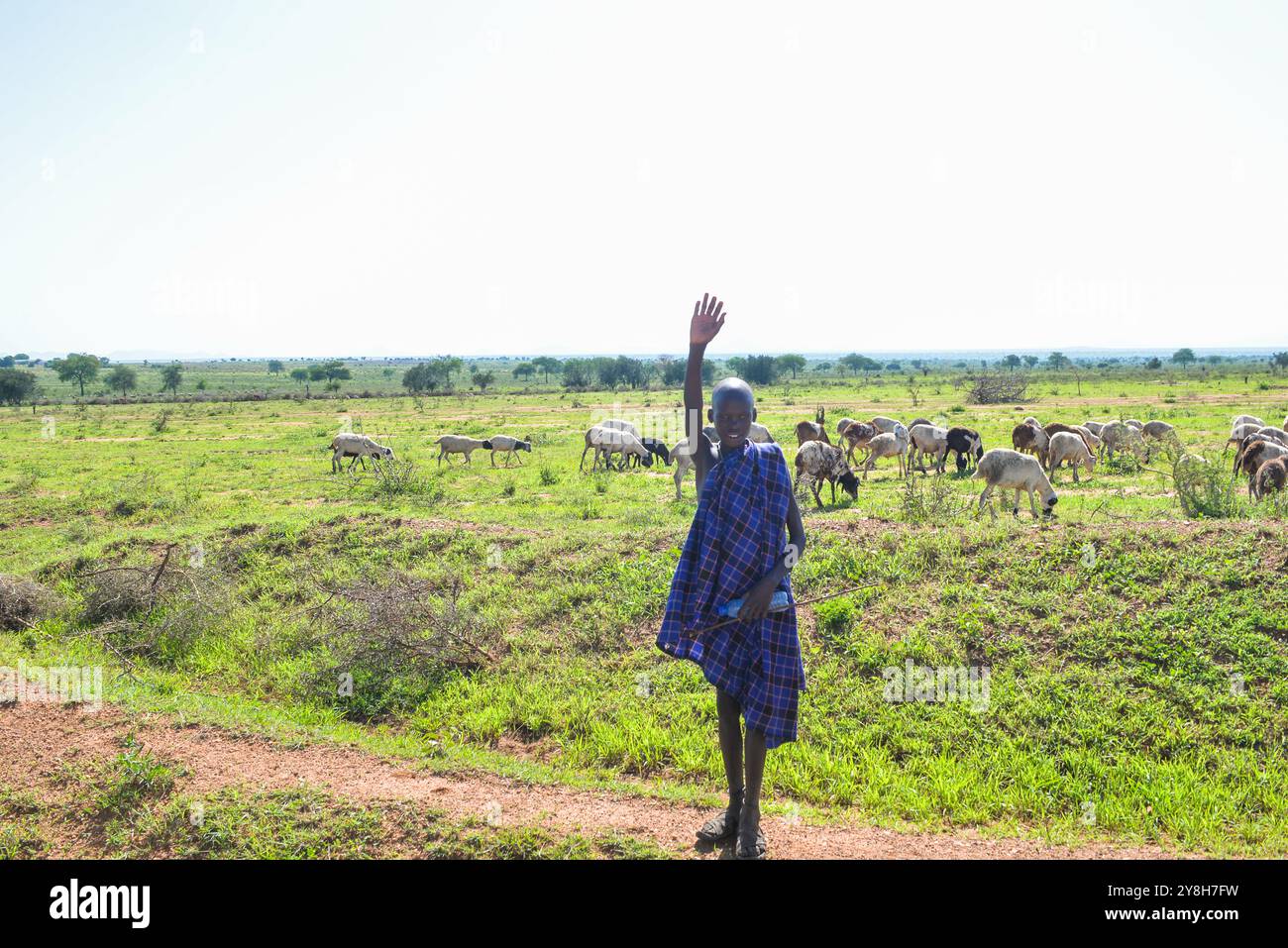 A boy grazing sheep in Karamoja - Uganda Stock Photo - Alamy
