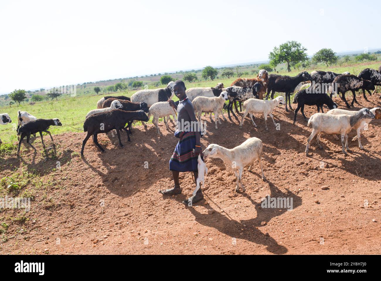 A boy grazing sheep in Karamoja - Uganda Stock Photo - Alamy