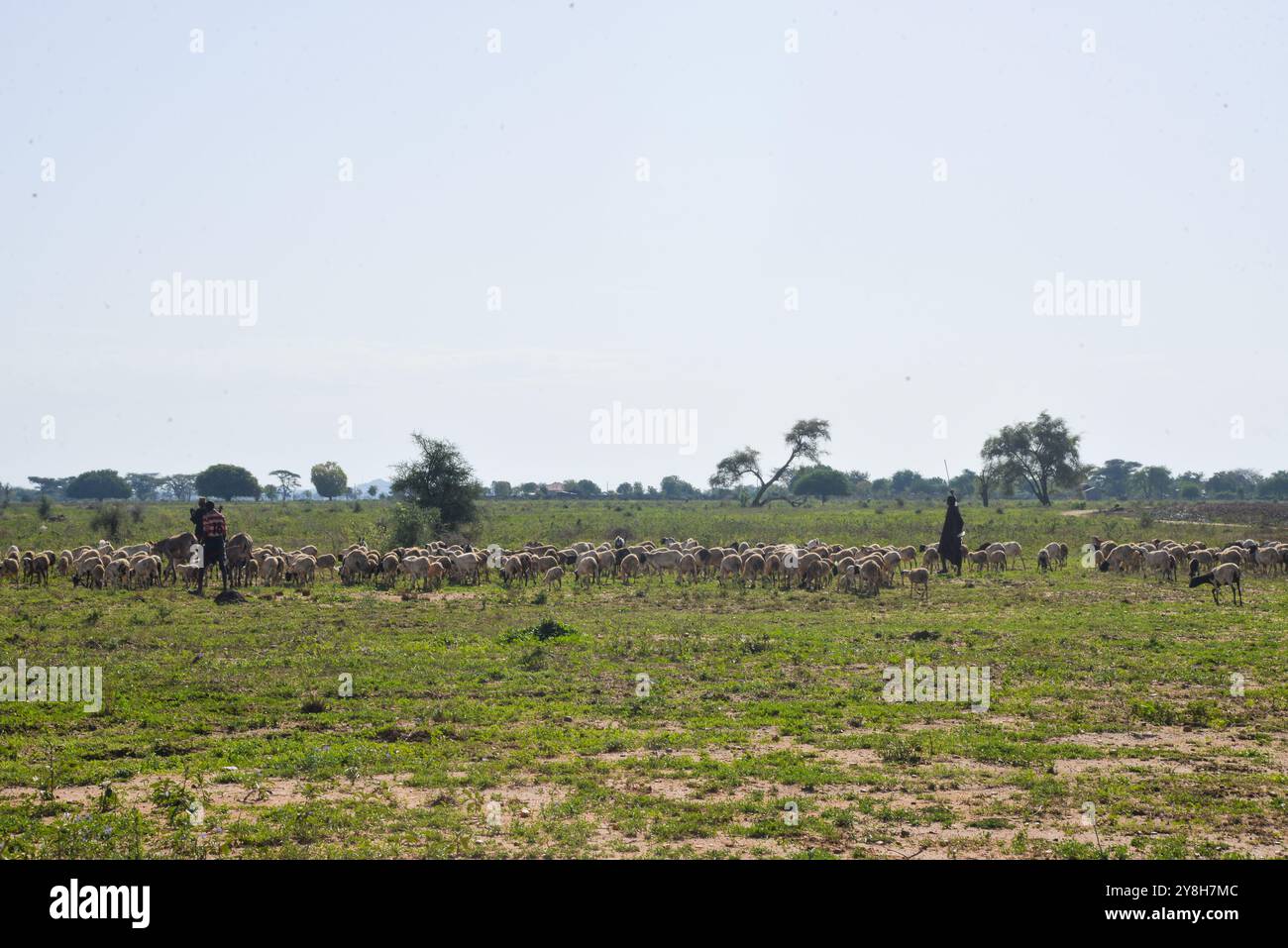 A boy grazing sheep in Karamoja - Uganda Stock Photo - Alamy