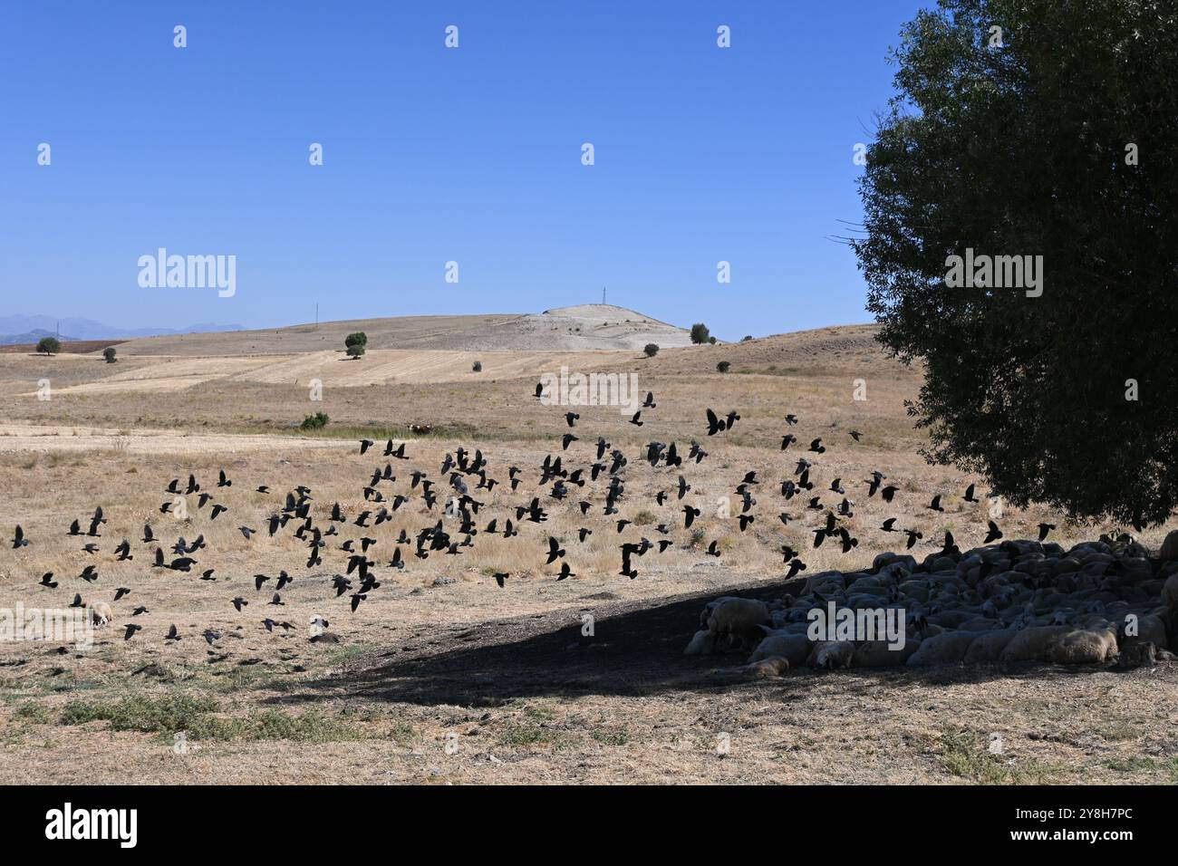 flying birds and sheep in a small village in the middle east Stock ...