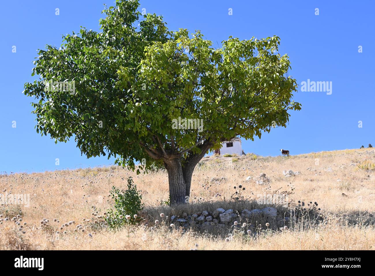 flying birds and donkey in a small village in the middle east Stock ...