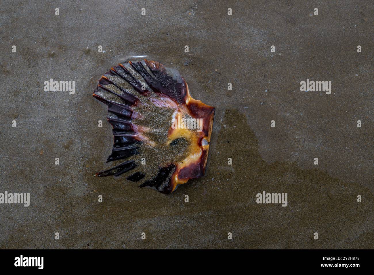 Mussel farm on beach hi-res stock photography and images - Alamy