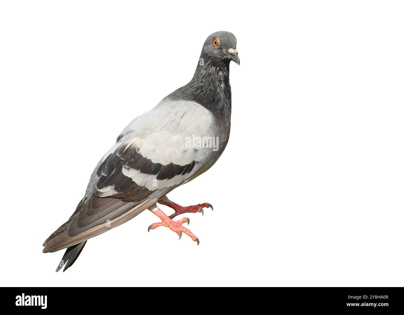 Full body pigeon Cut Out Stock Images & Pictures - Alamy