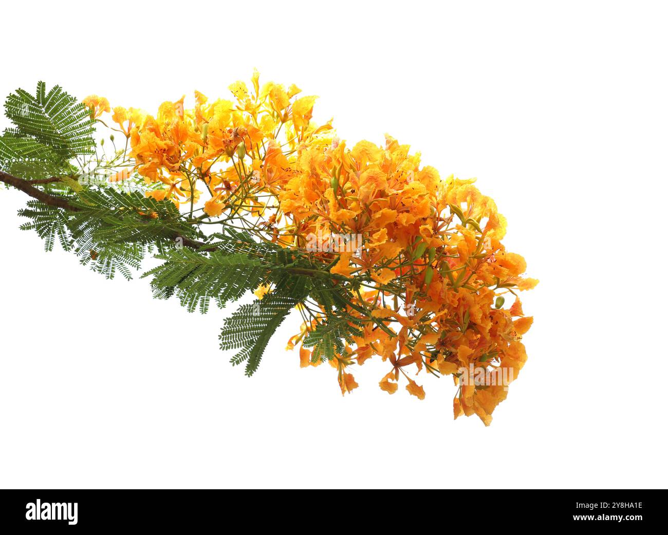 Poinciana regia or Delonix regia flowers isolated on white background ...