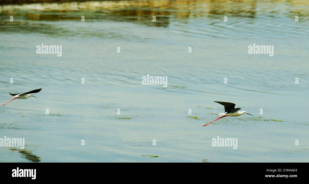 Mari emi pond hi-res stock photography and images - Alamy