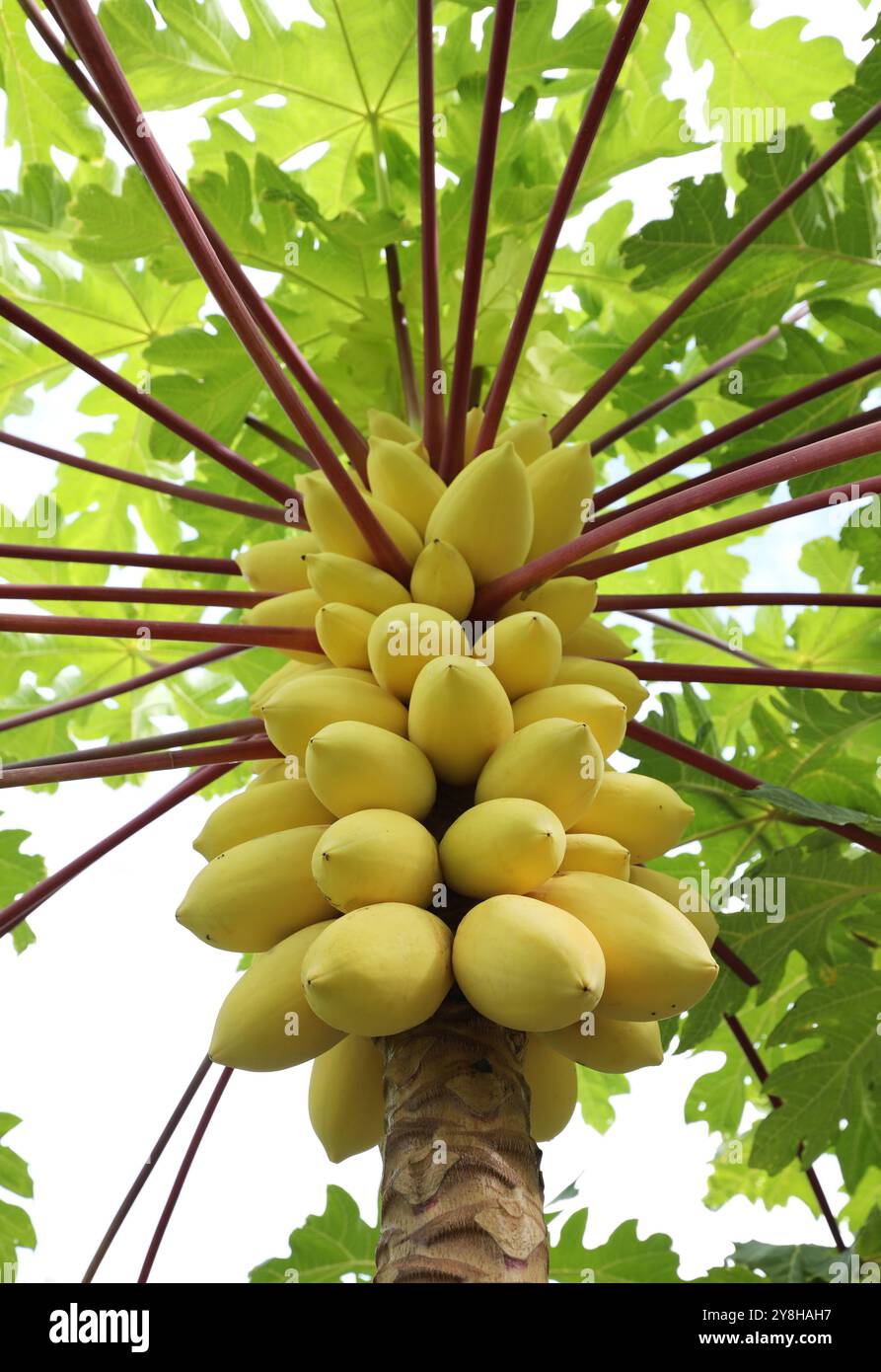 Bunch papayas on tree hi-res stock photography and images - Alamy