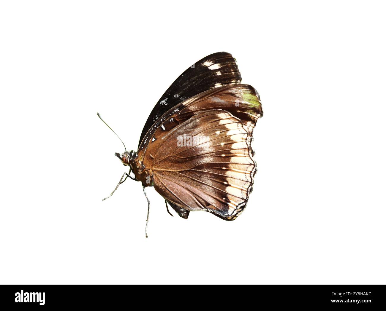 Euploea core or common crow butterfly isolated on white background ...