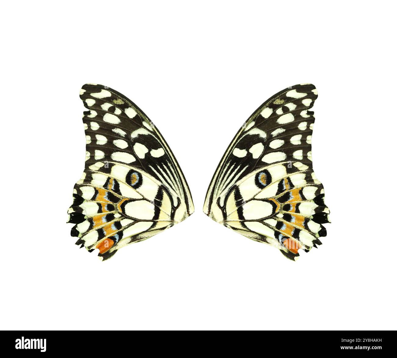 Lime Swallowtail butterfly wings isolated on white background Stock ...