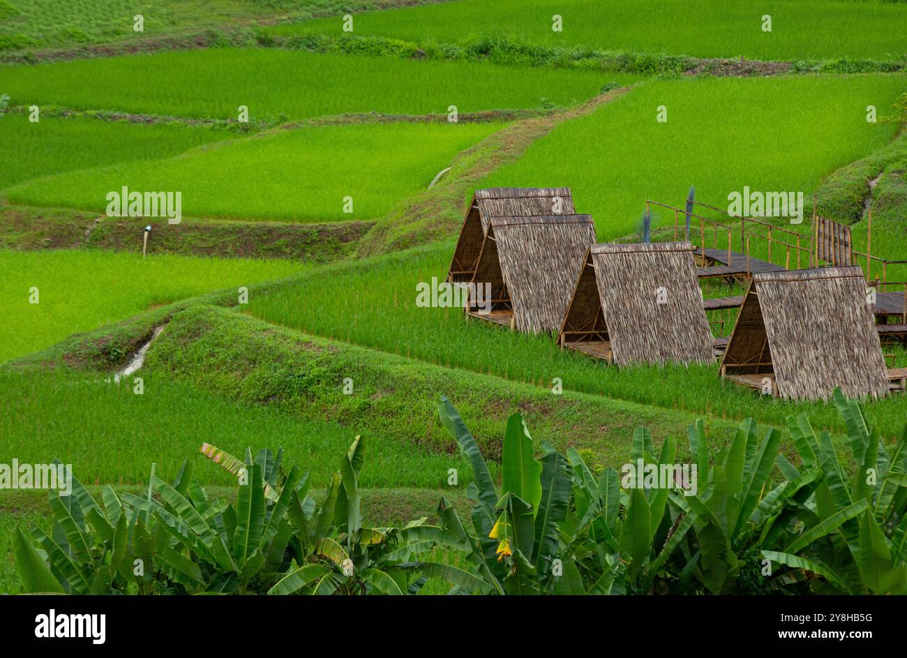 Top view of thatched roof huts near rice field at Nan province ...