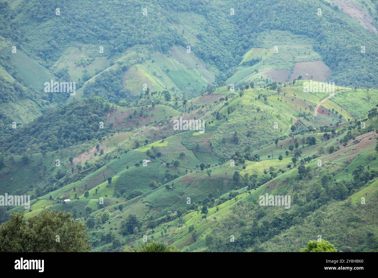Rice terraces and corn field with panorama shot on mountain in Nan ...