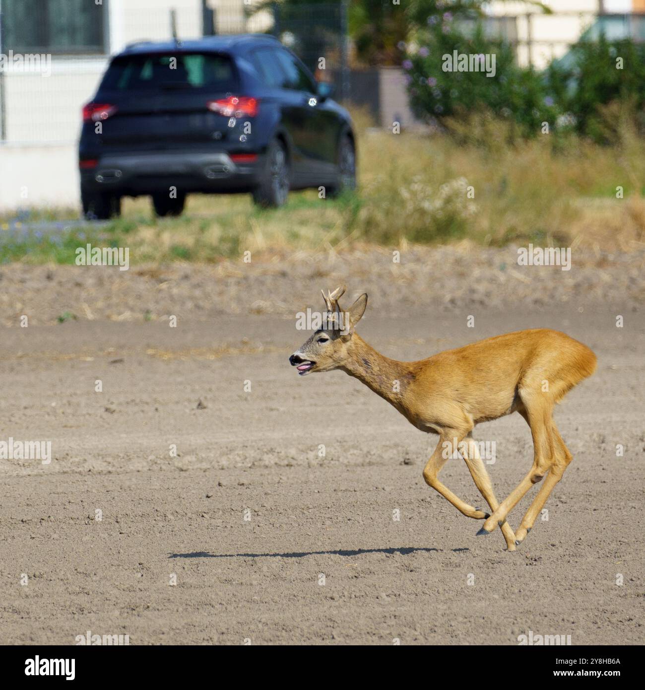 Concept shot about wildlife and danger in urban areas: A panicking roe ...
