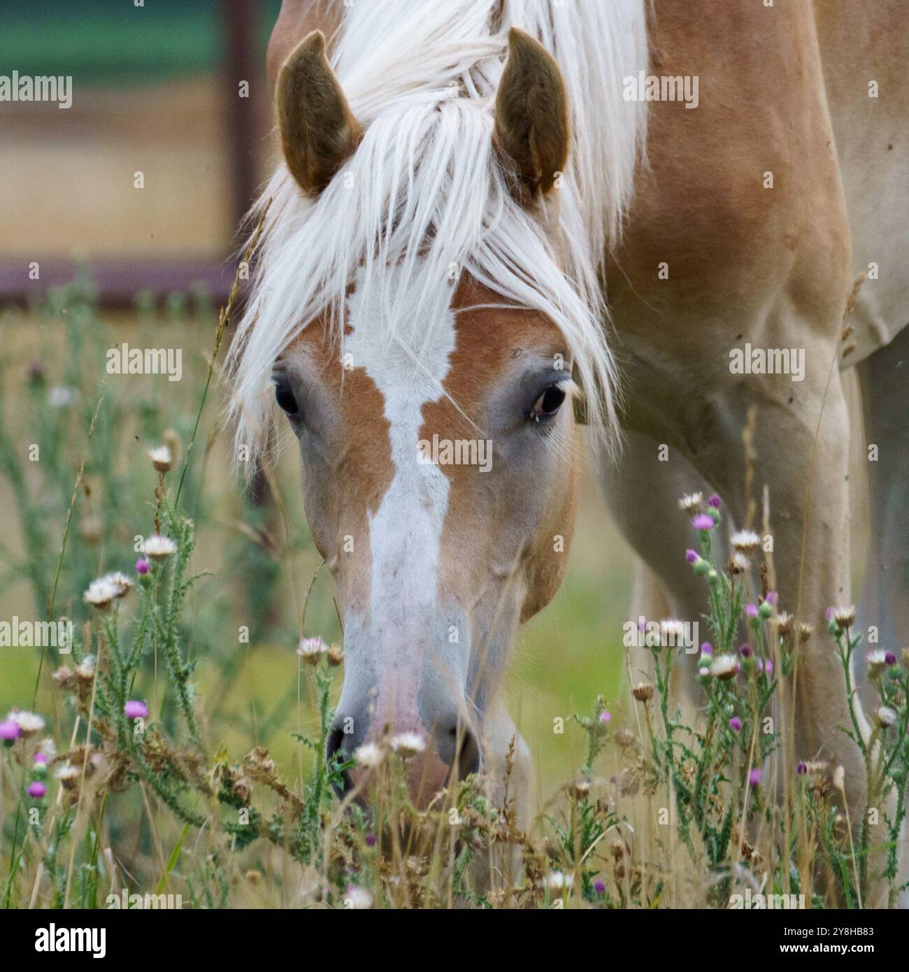 Portrait of a beautiful Haflinger horse grazing on paddock Stock Photo ...