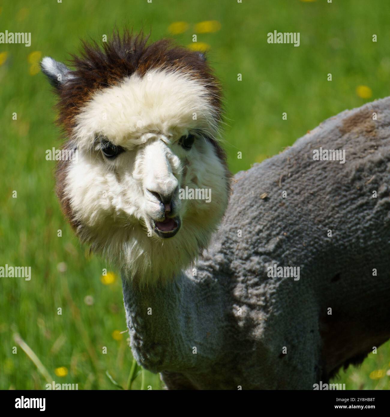 Beige alpaca portrait green hi-res stock photography and images - Alamy