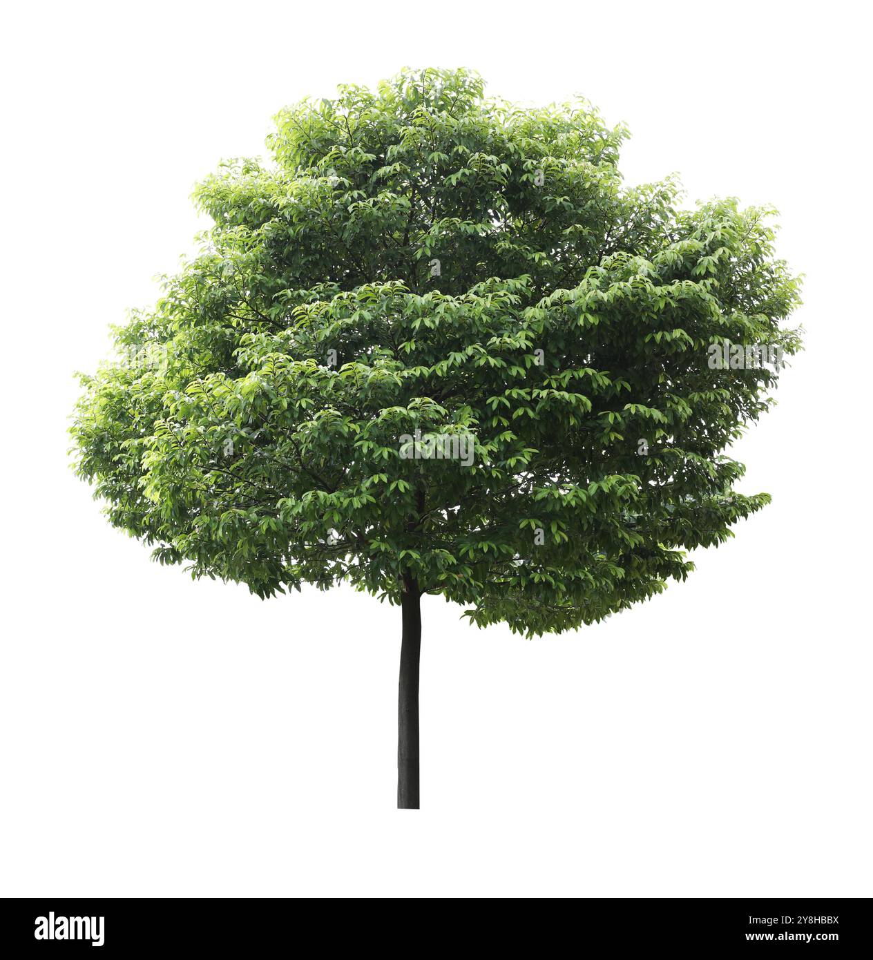 Green tree isolated on white background Stock Photo - Alamy