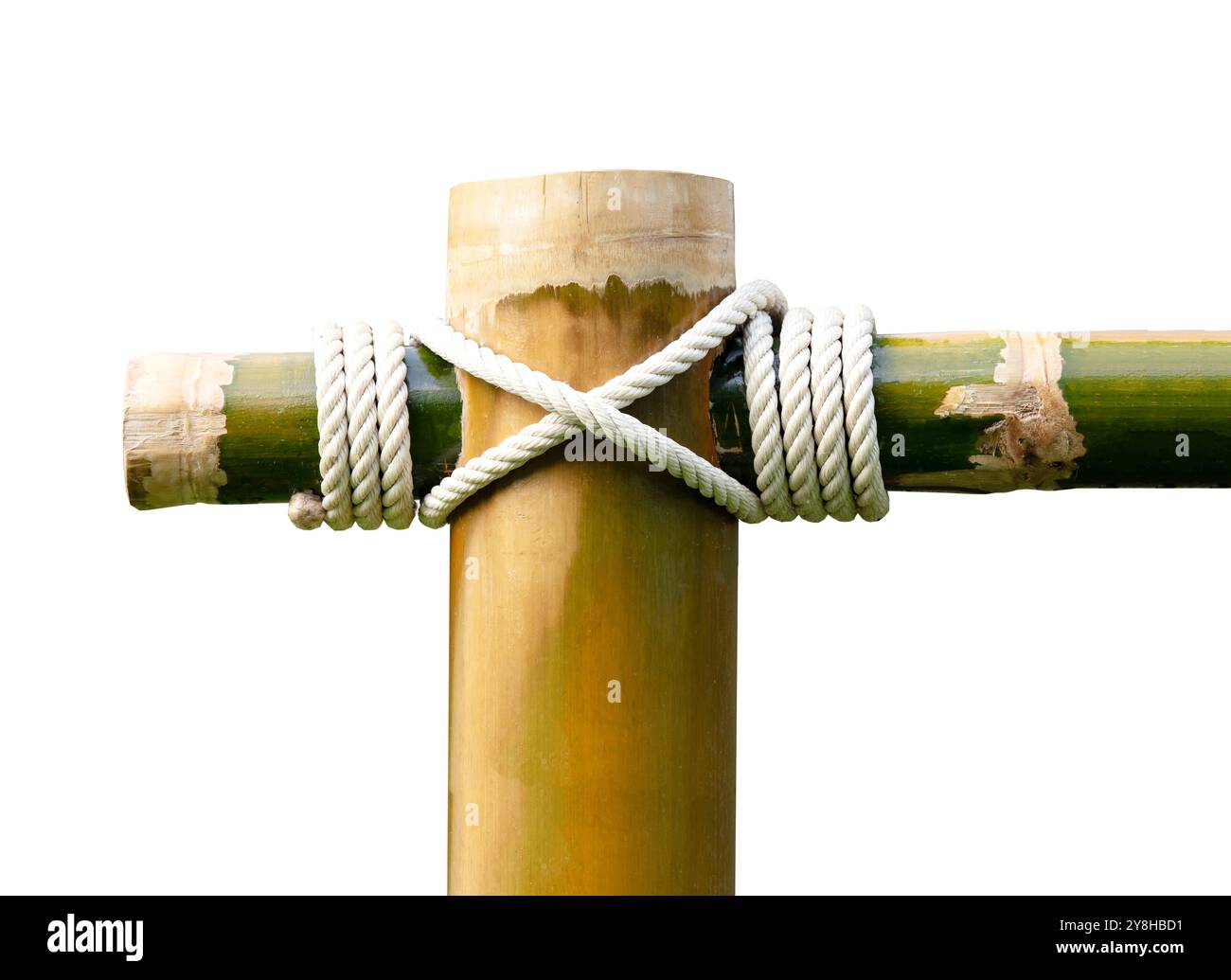 Layers of rope tied around a bamboo log isolated on white background ...