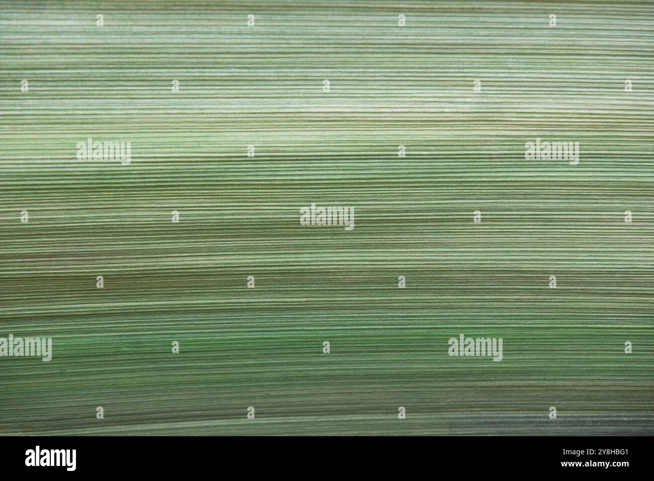 Green corrugated texture of palm bark Stock Photo - Alamy