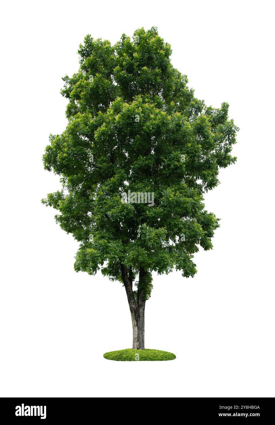 Deciduous evergreen tree Cut Out Stock Images & Pictures - Alamy