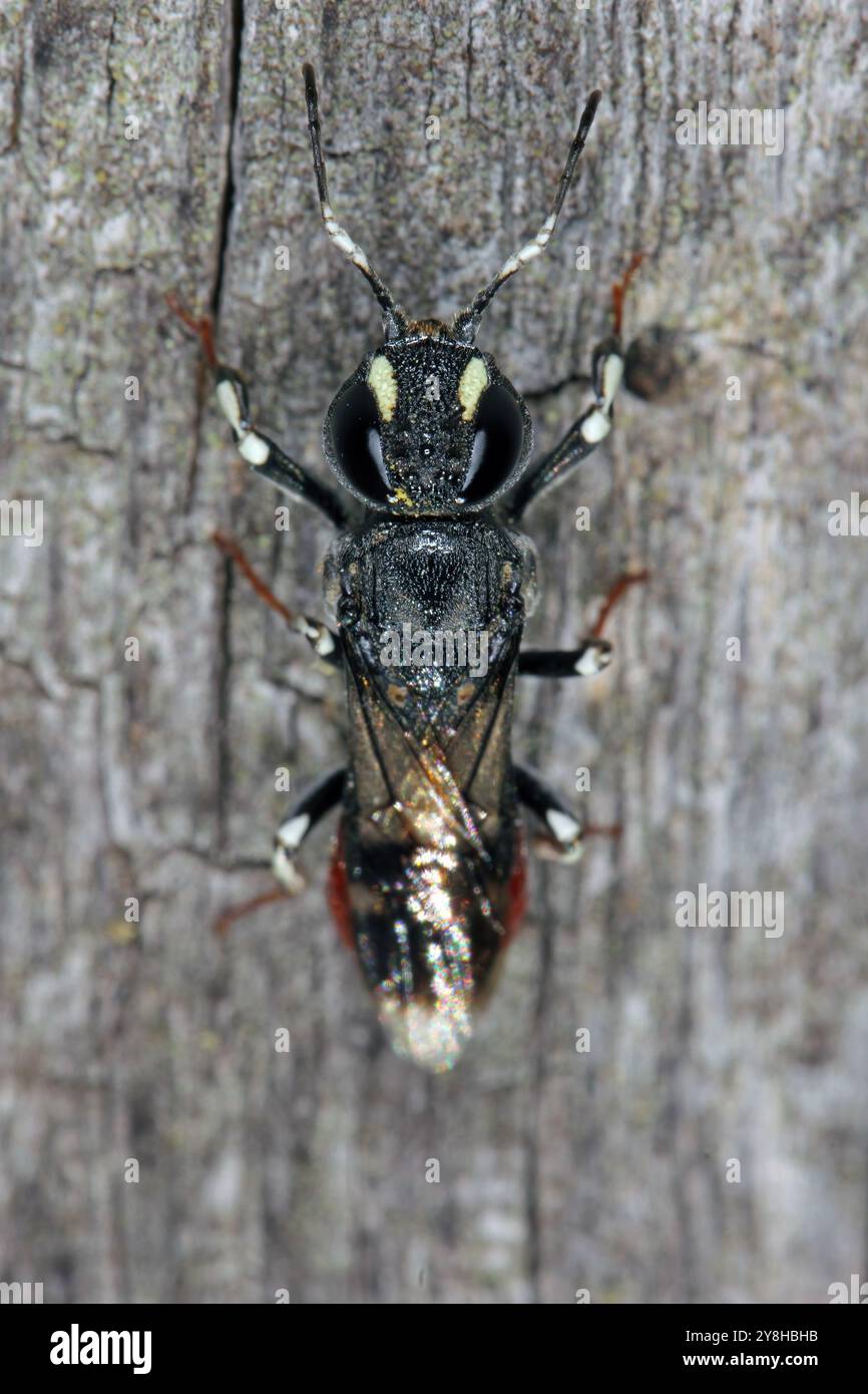 Saproxylic insects hi-res stock photography and images - Alamy