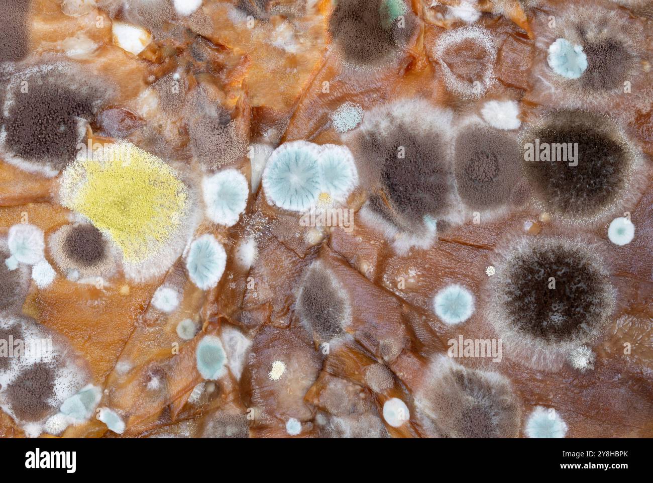 Fluffy spores mold as a background or texture. Colorful abstract ...