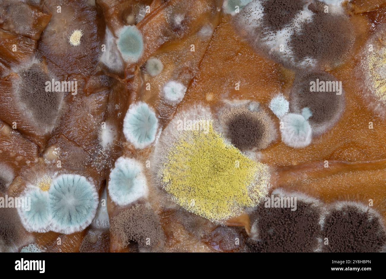 Penicillium fungus spores hi-res stock photography and images - Alamy
