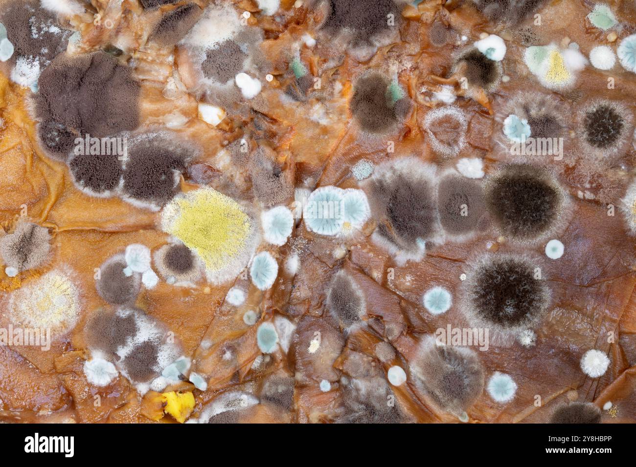 Fluffy spores mold as a background or texture. Colorful abstract ...
