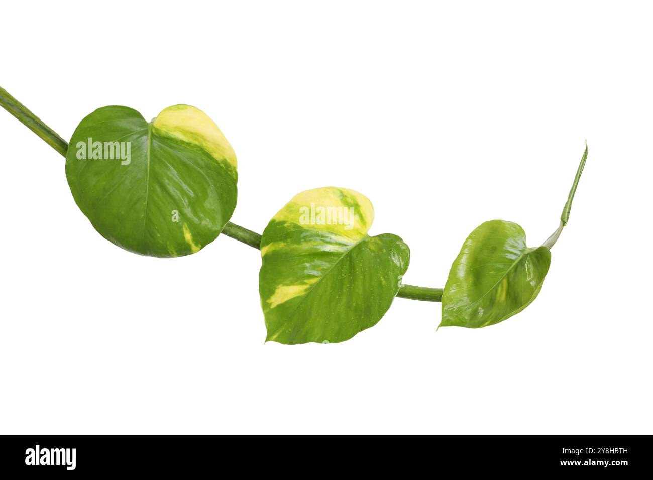 Vine golden pothos leaves isolated on white background Stock Photo - Alamy