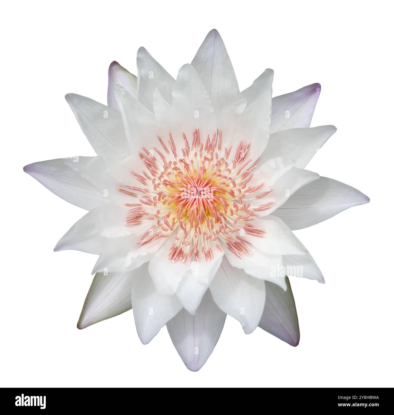 Top view of white tropical waterlily (brown pollen Stock Photo - Alamy