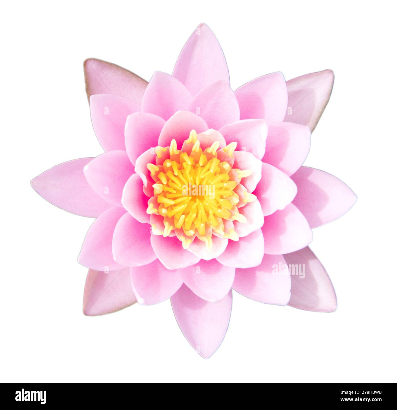 Hardy water lily hi-res stock photography and images - Alamy