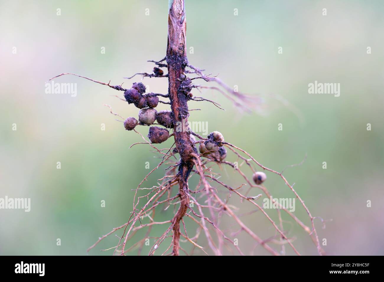 Root nodules hi-res stock photography and images - Alamy
