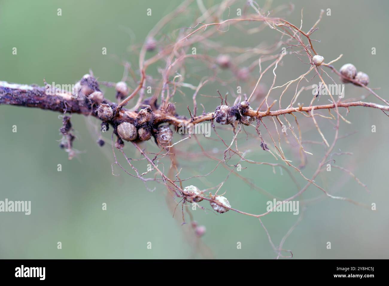 Soybean plant root nodules hi-res stock photography and images - Alamy