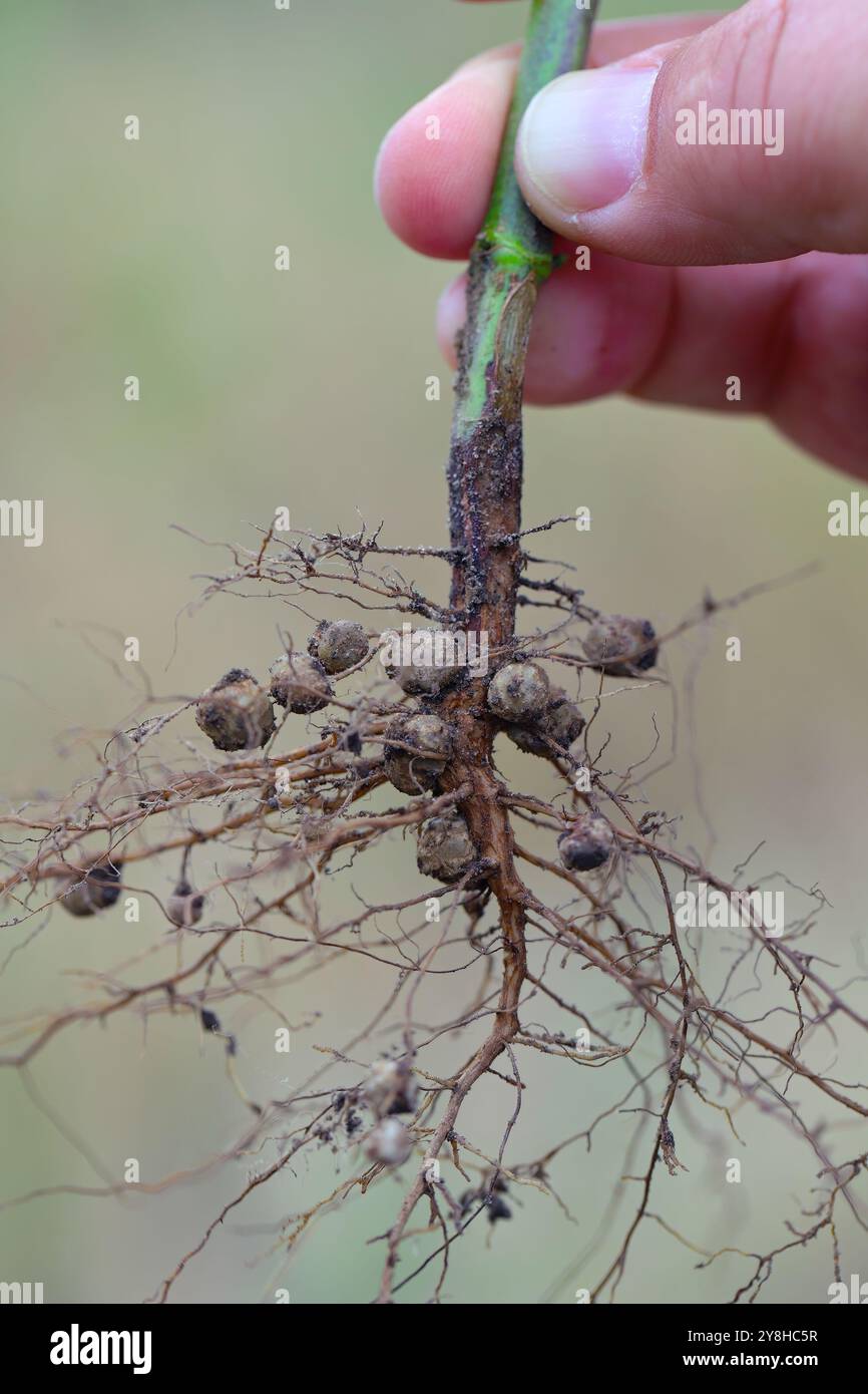 Legume roots containing nitrogen fixing bacteria on soybean Stock Photo ...