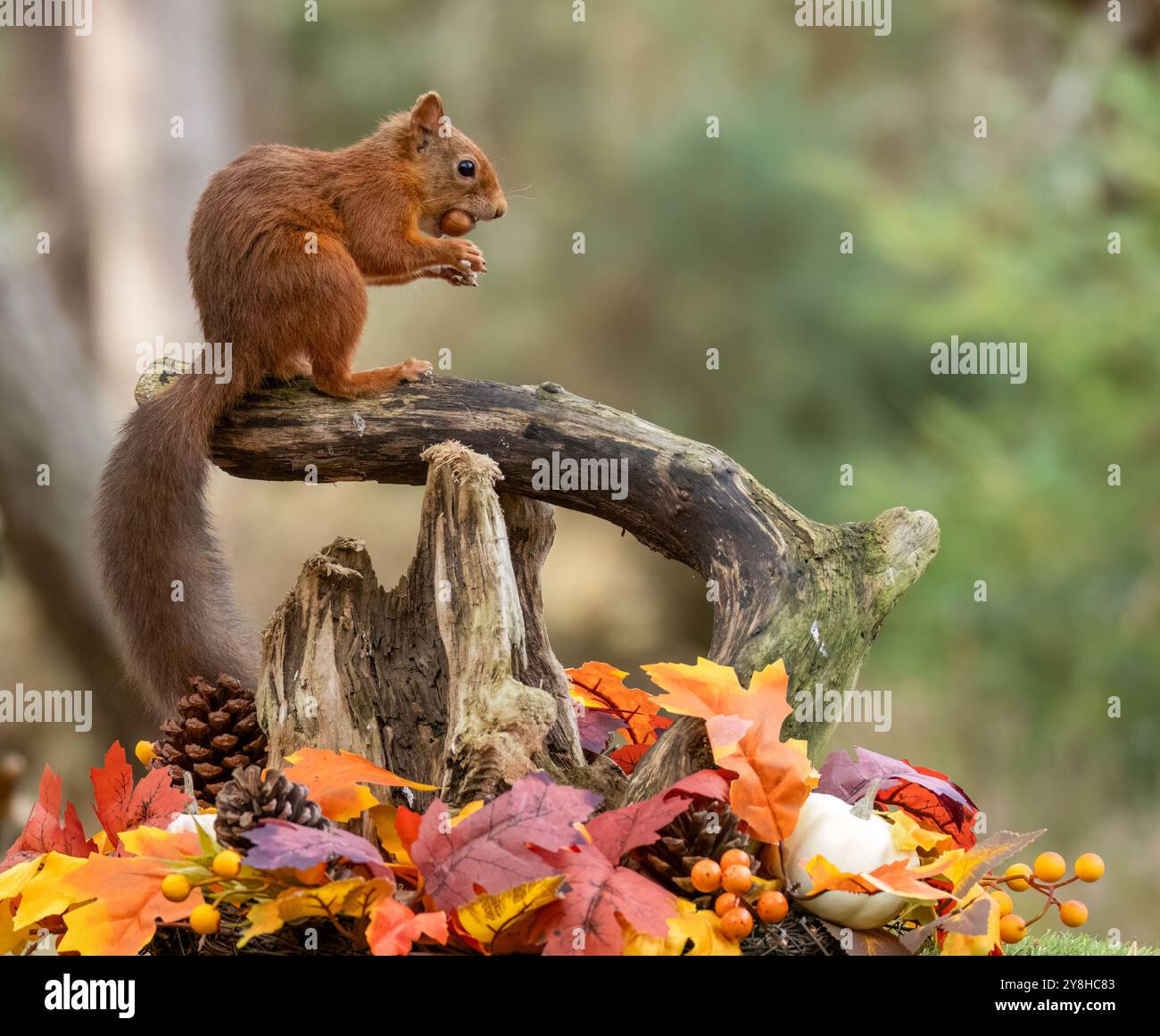 Curious little scottish red squirrel in an autumnal scene in the forest ...