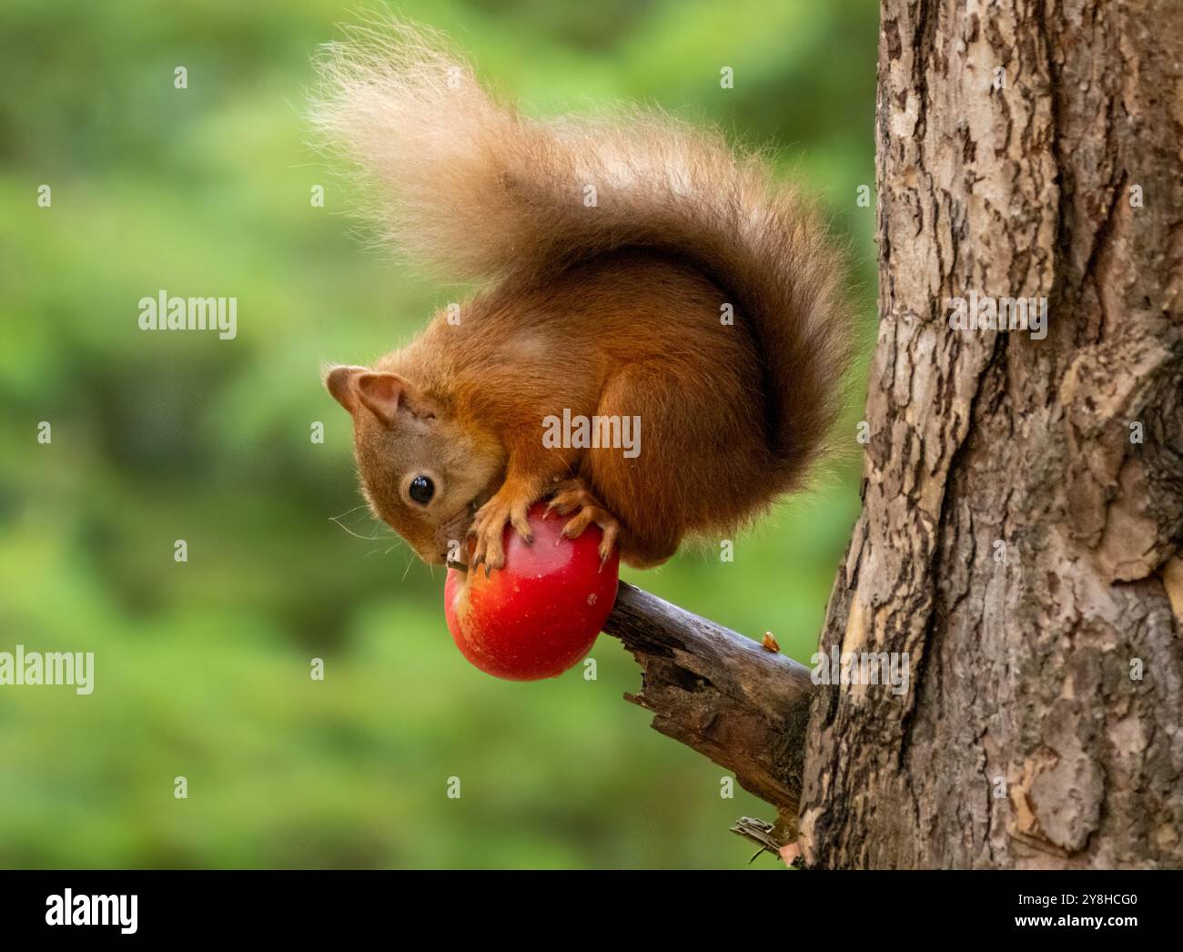 Cute little scottish red squirrel eating a juicy red apple on the ...