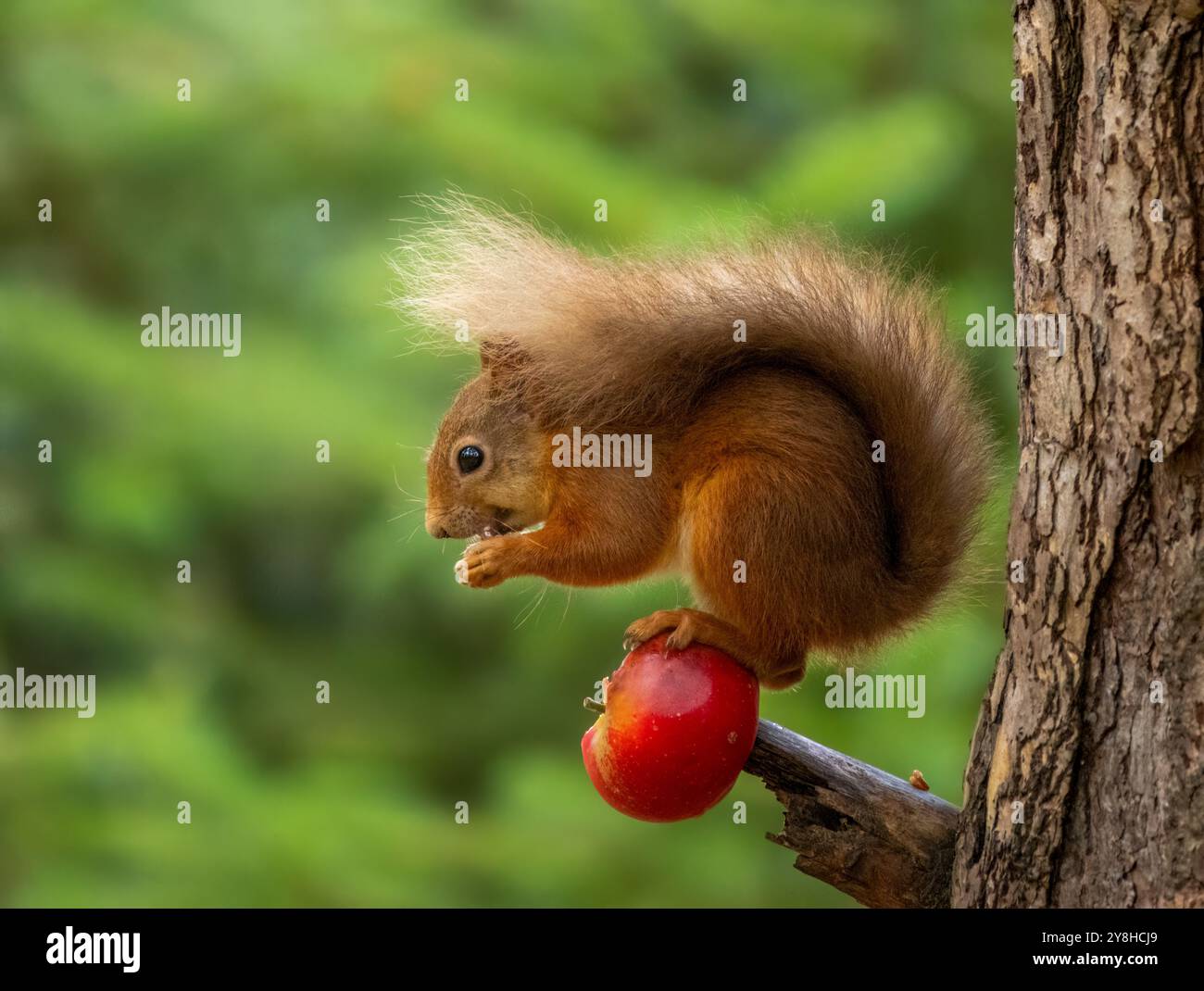 Cute little scottish red squirrel eating a juicy red apple on the ...