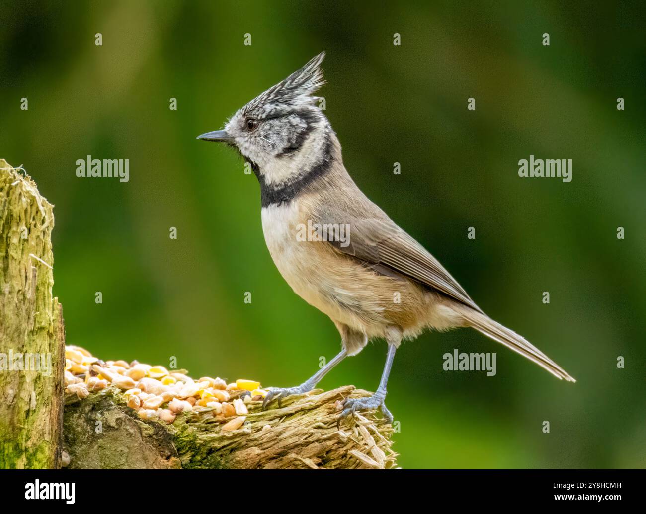 Rare scottish highlands bird, the crested tit, in the woodland Stock ...