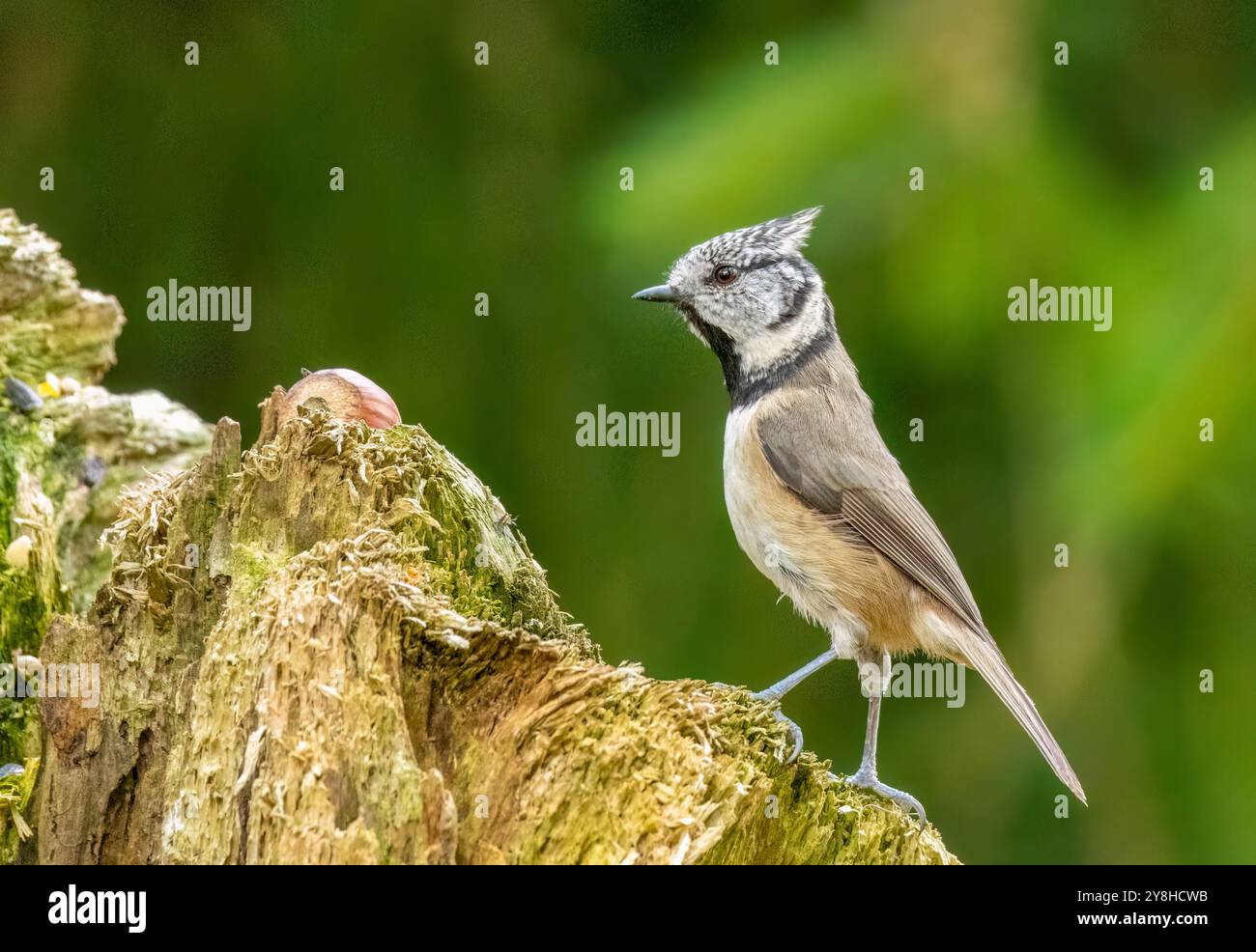 Rare scottish highlands bird, the crested tit, in the woodland Stock ...